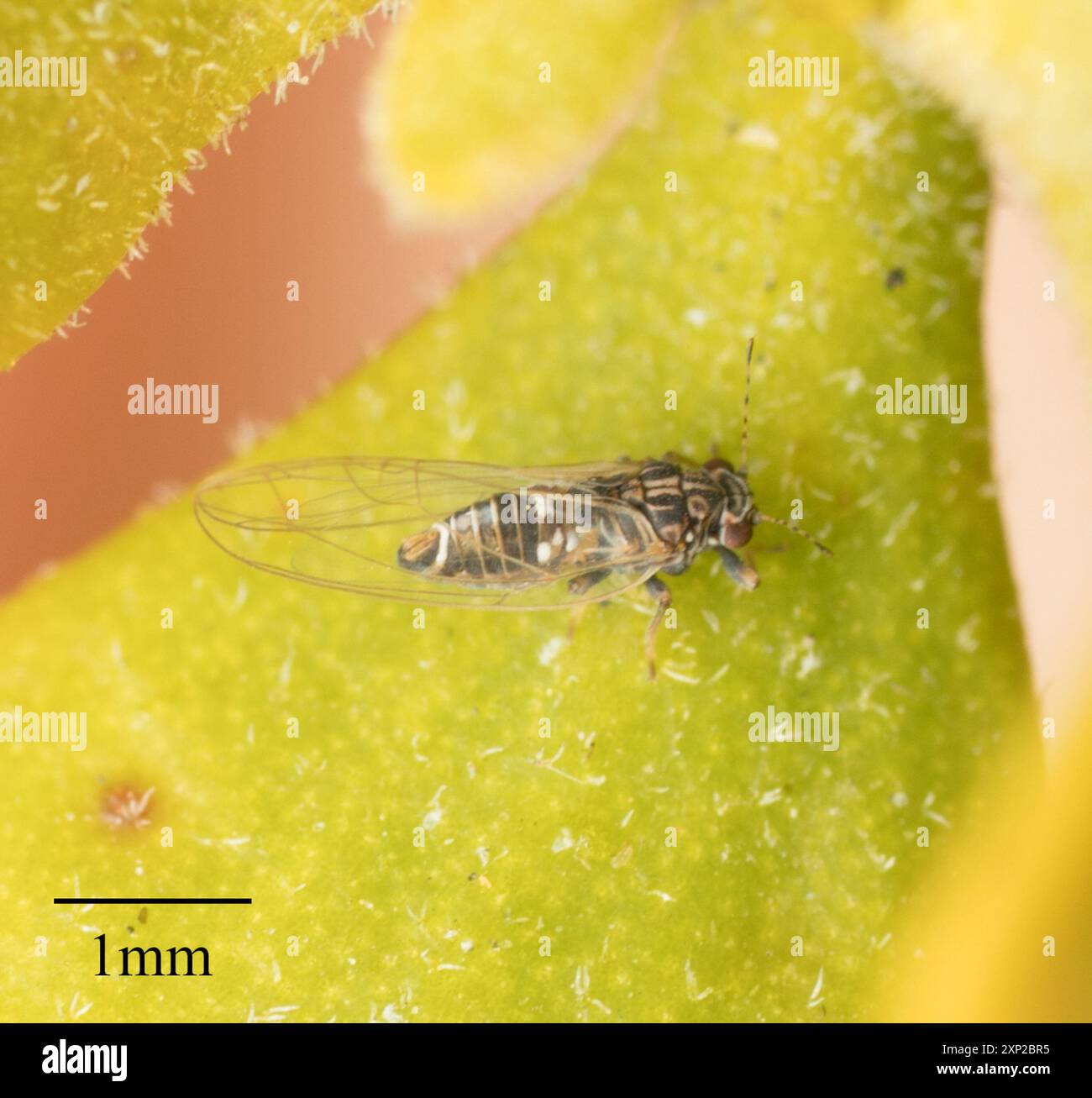 Potato Psyllid (Bactericera cockerelli) Insecta Stock Photo - Alamy