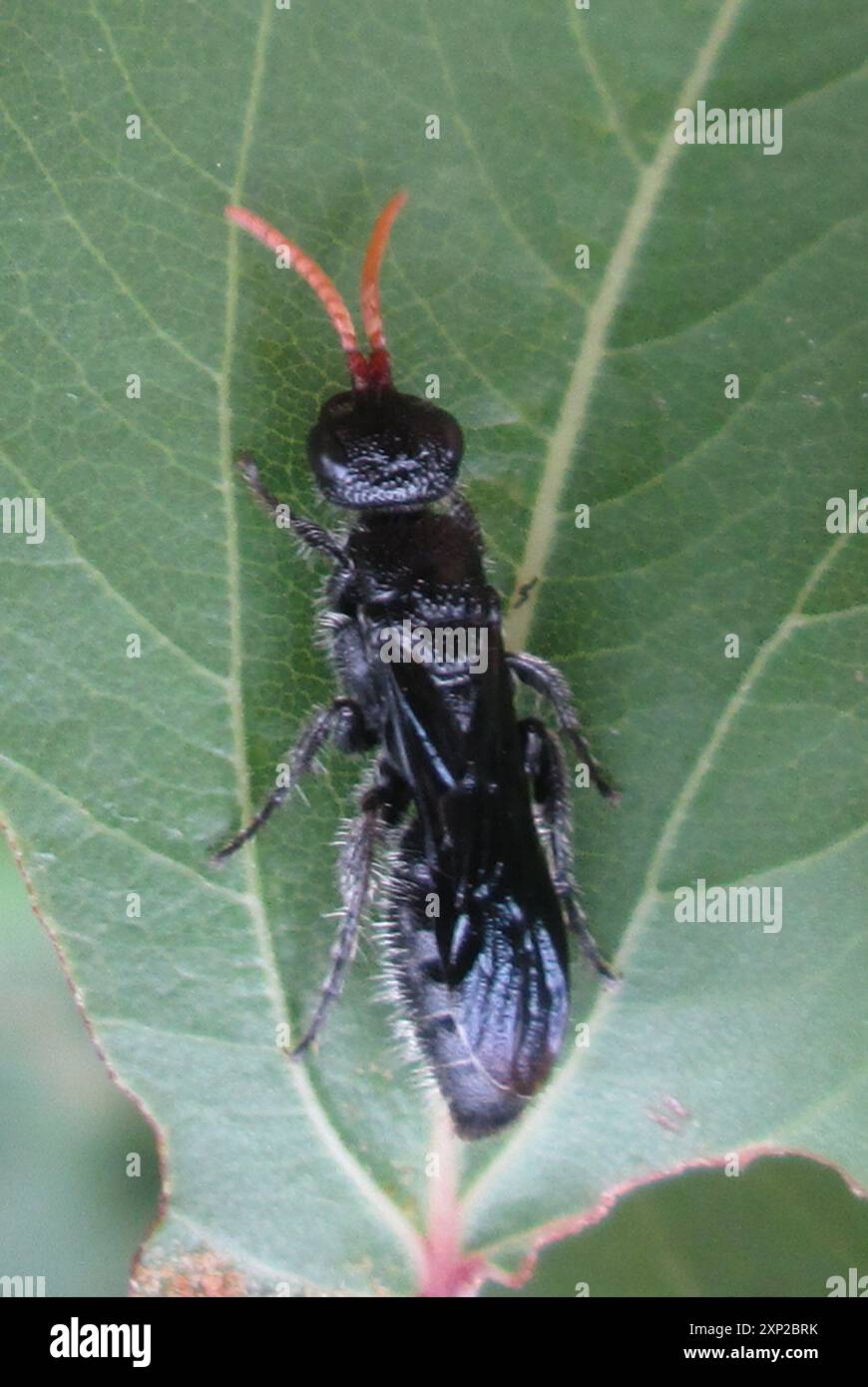 Tiphiid Flower Wasps (Tiphiidae) Insecta Stock Photo - Alamy