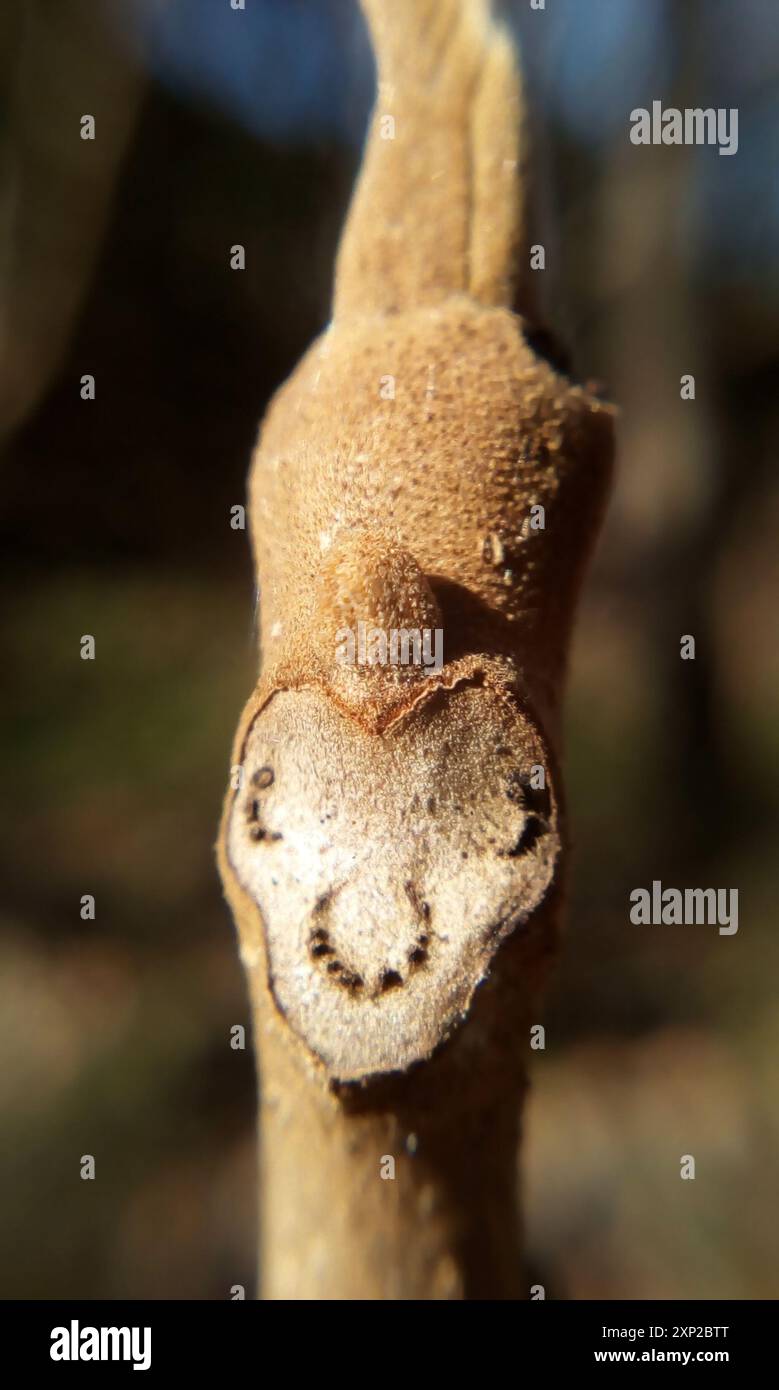 Japanese walnut (Juglans ailantifolia) Plantae Stock Photo - Alamy