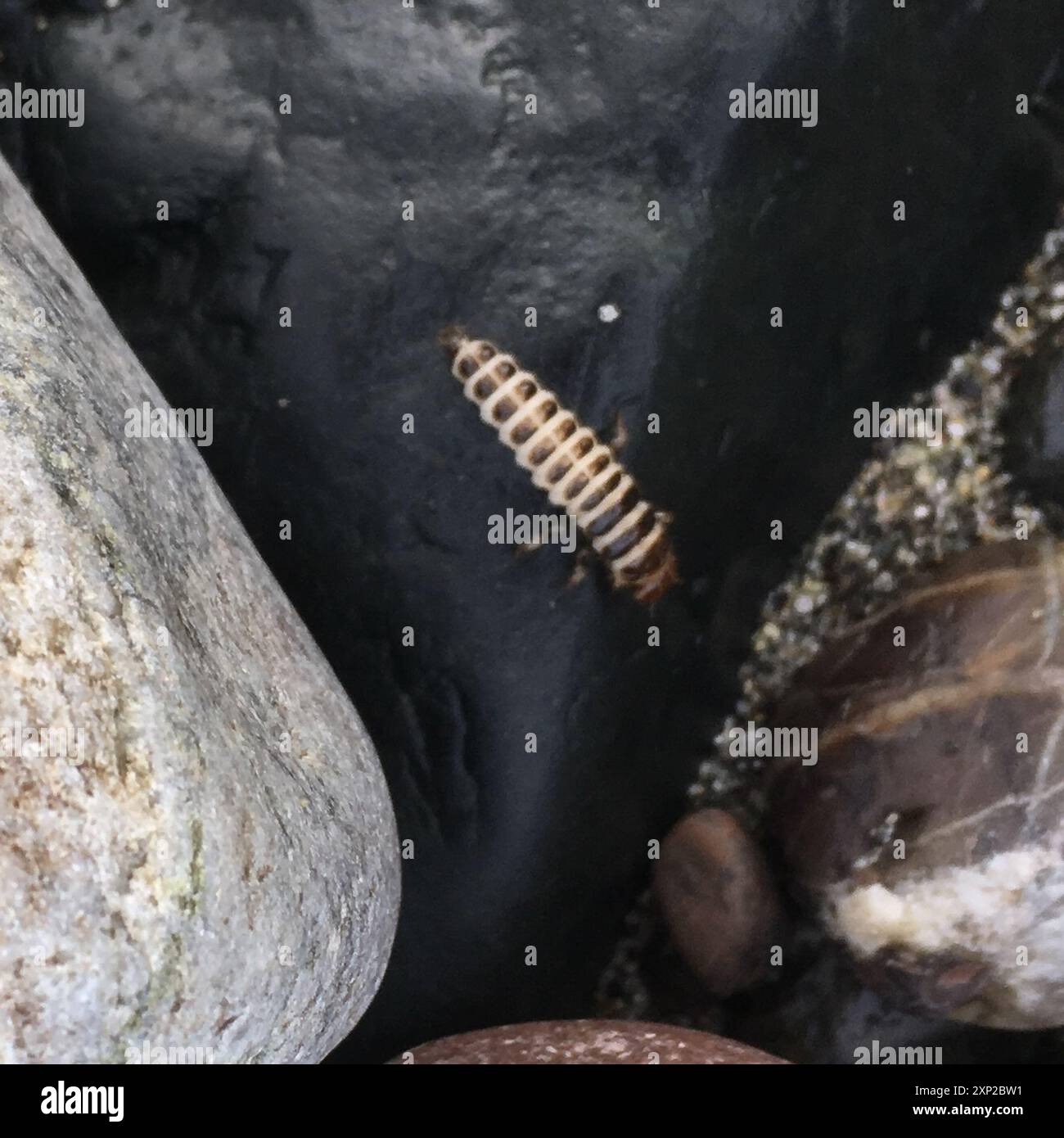 Pictured Rove Beetle (Thinopinus pictus) Insecta Stock Photo - Alamy