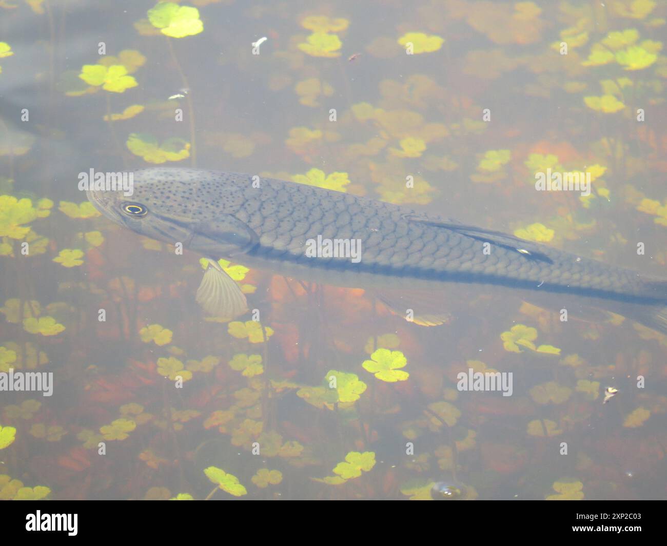 Gold wolf fish hi-res stock photography and images - Alamy