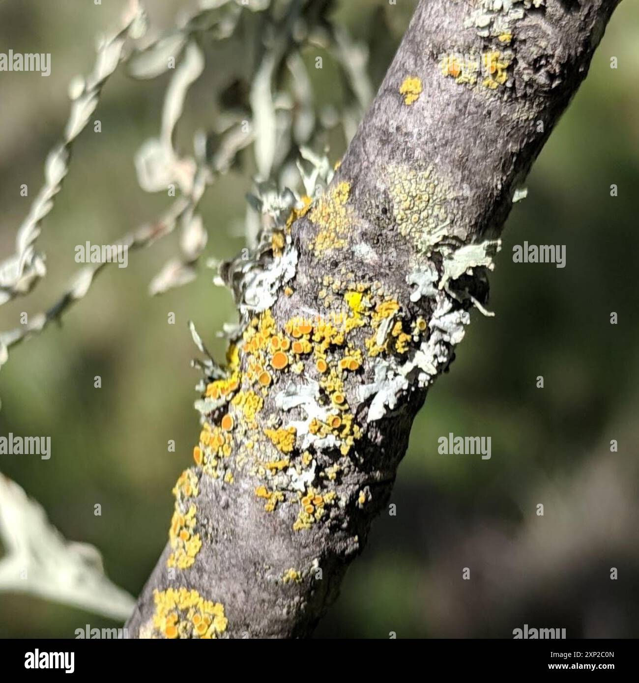 Pin-cushion Sunburst Lichen (Polycauliona polycarpa) Fungi Stock Photo ...