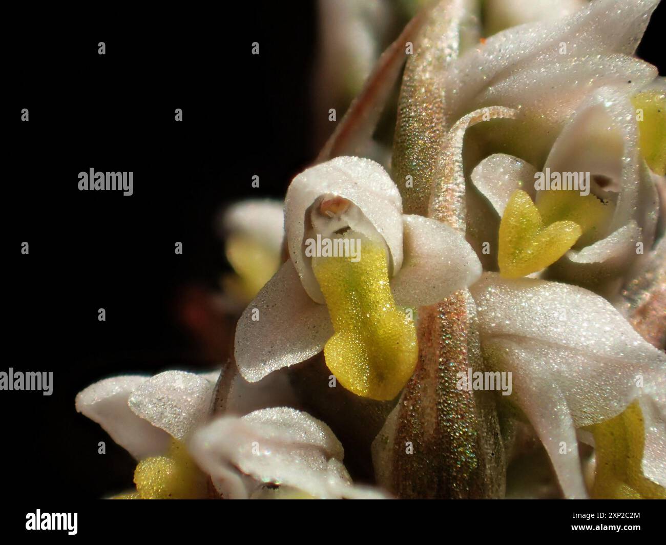 centipede grass orchid (Zeuxine strateumatica) Plantae Stock Photo - Alamy