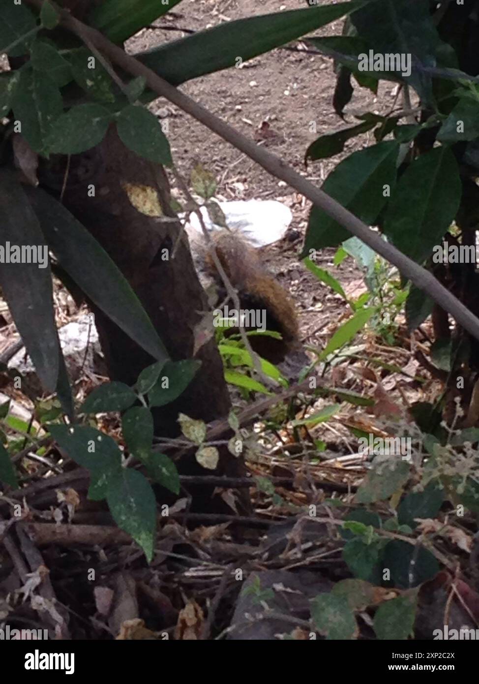 Sciurus deppei hi-res stock photography and images - Alamy