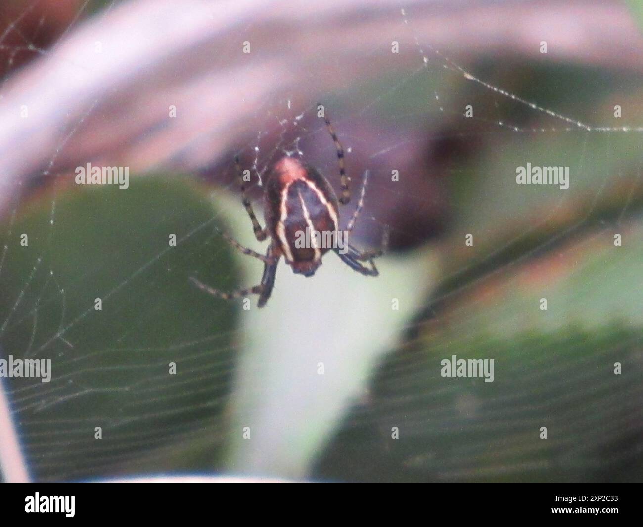 Leucogramma hi-res stock photography and images - Alamy