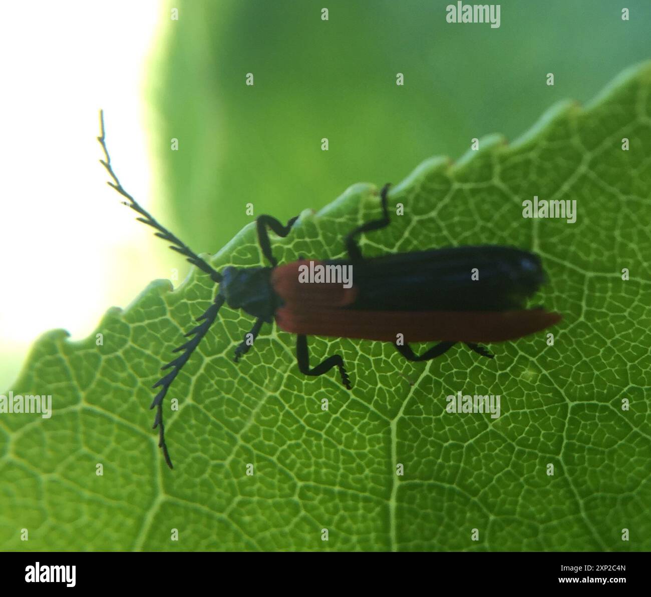 Red-winged Lycid (Porrostoma rufipenne) Insecta Stock Photo - Alamy