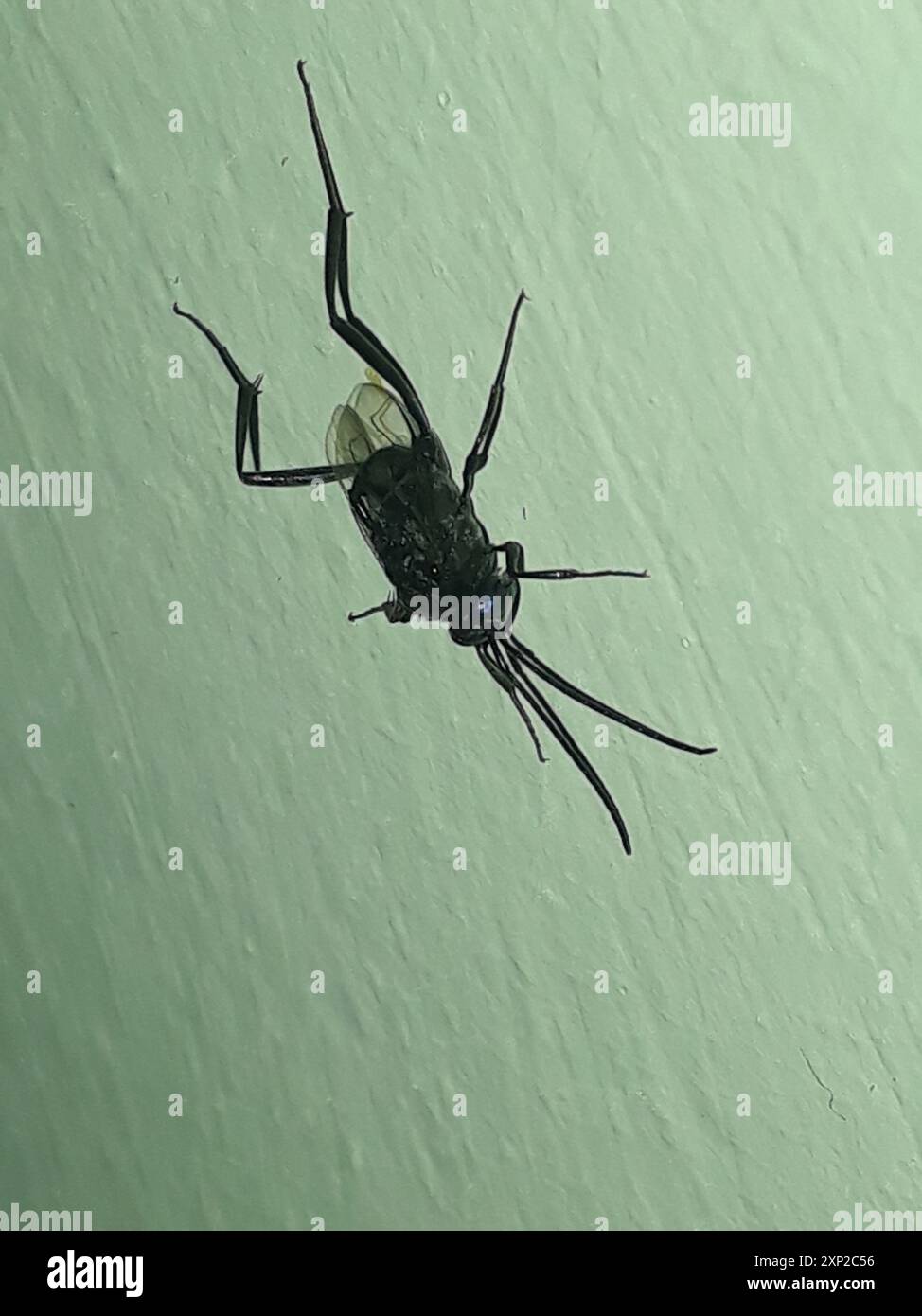 Blue-eyed Ensign Wasp (Evania appendigaster) Insecta Stock Photo - Alamy