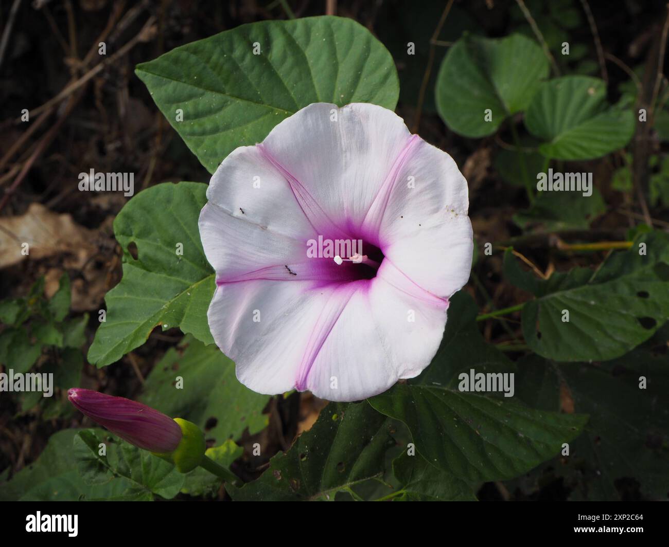 Stictocardia hi-res stock photography and images - Alamy