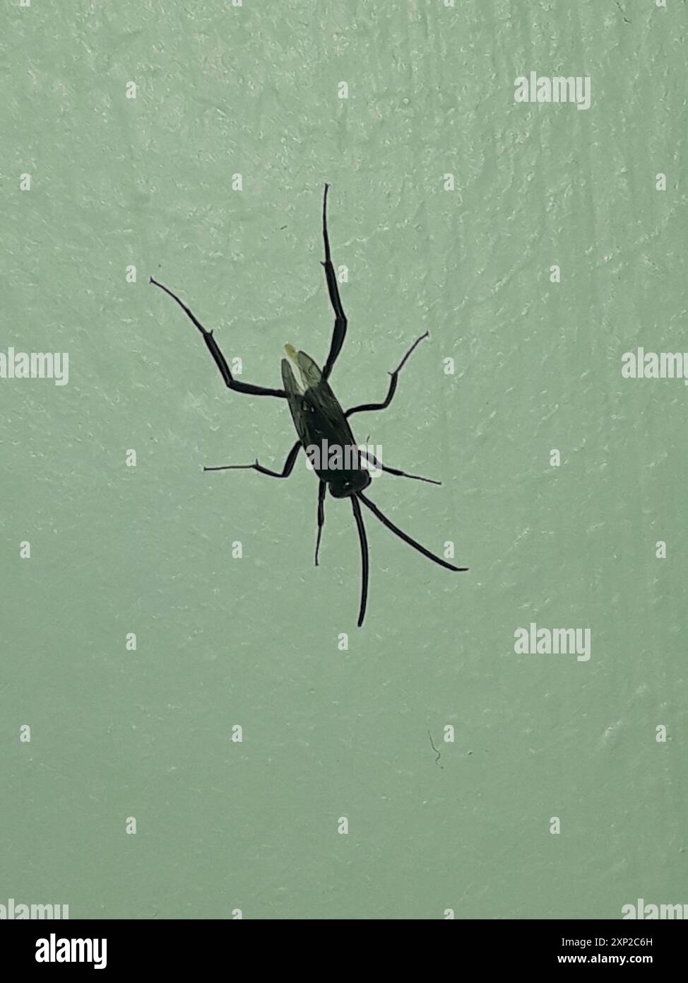 Blue-eyed Ensign Wasp (Evania appendigaster) Insecta Stock Photo - Alamy