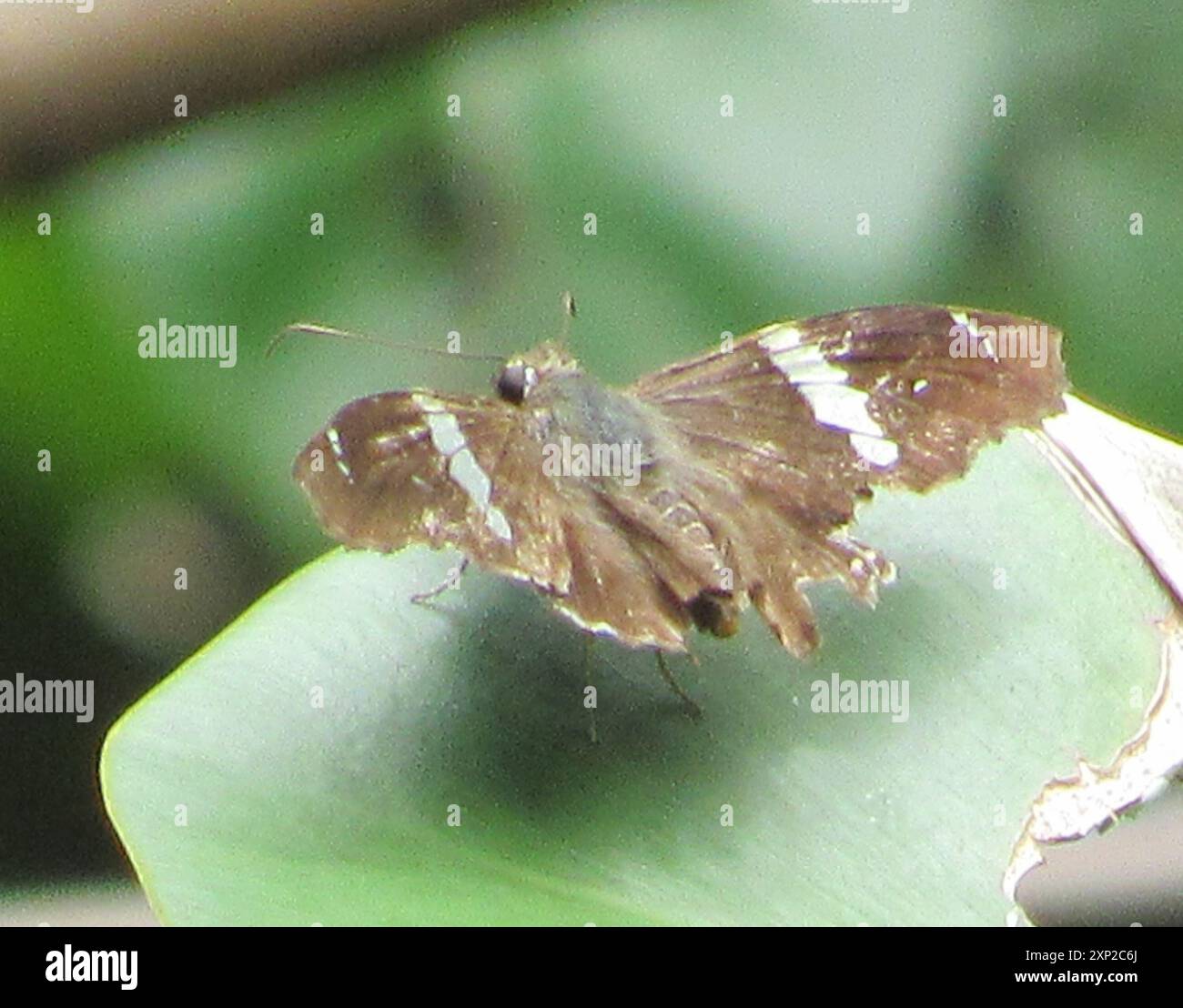 Broad-Banded Skipper (Autochton neis) Insecta Stock Photo - Alamy
