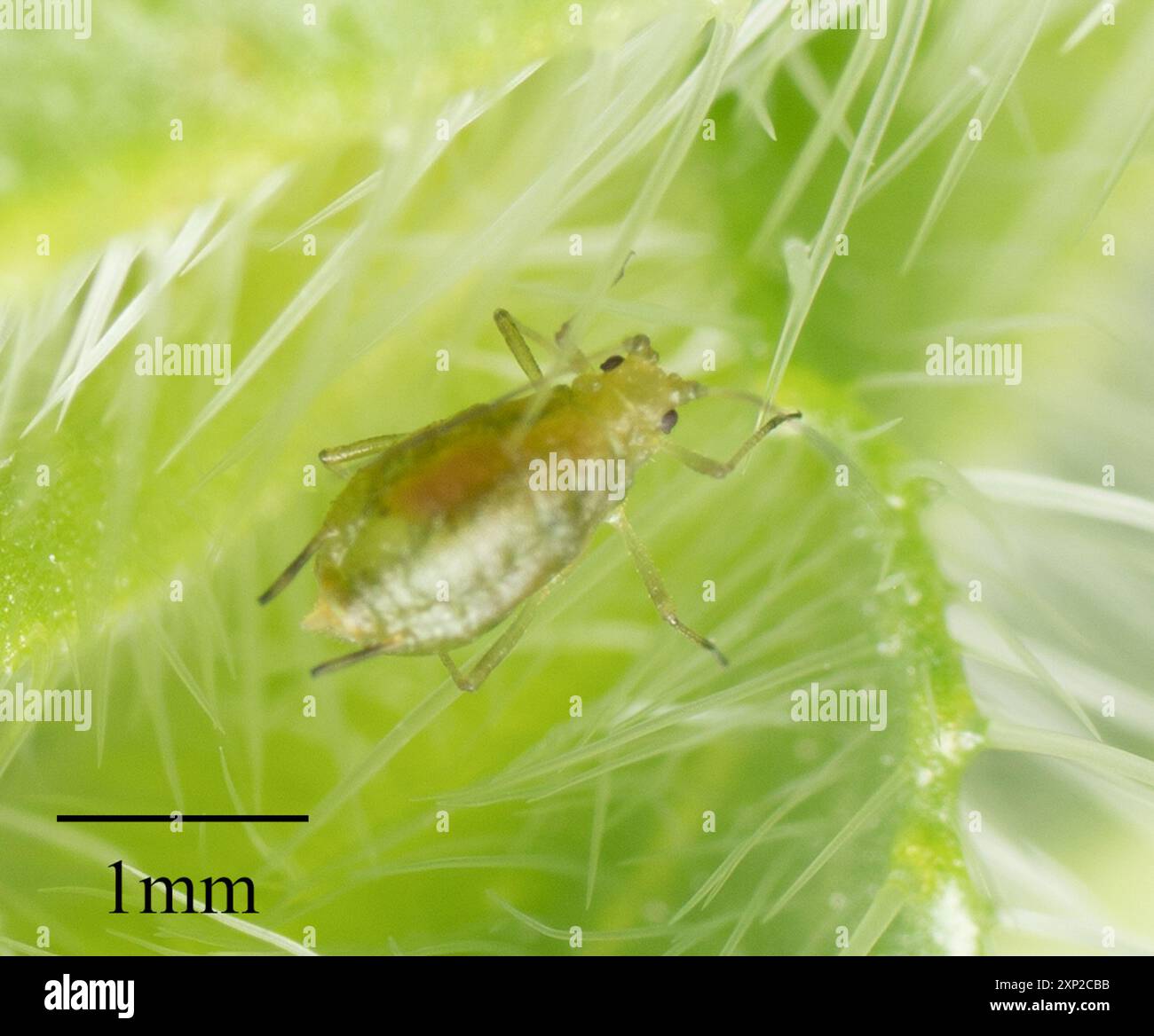 Green peach aphid hi-res stock photography and images - Alamy