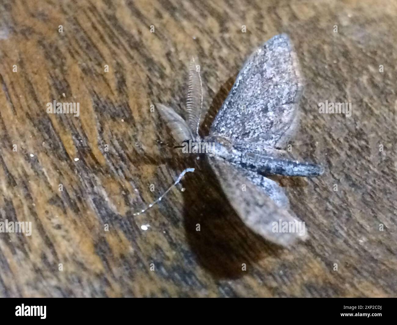 Geometer Moths (Geometridae) Insecta Stock Photo - Alamy