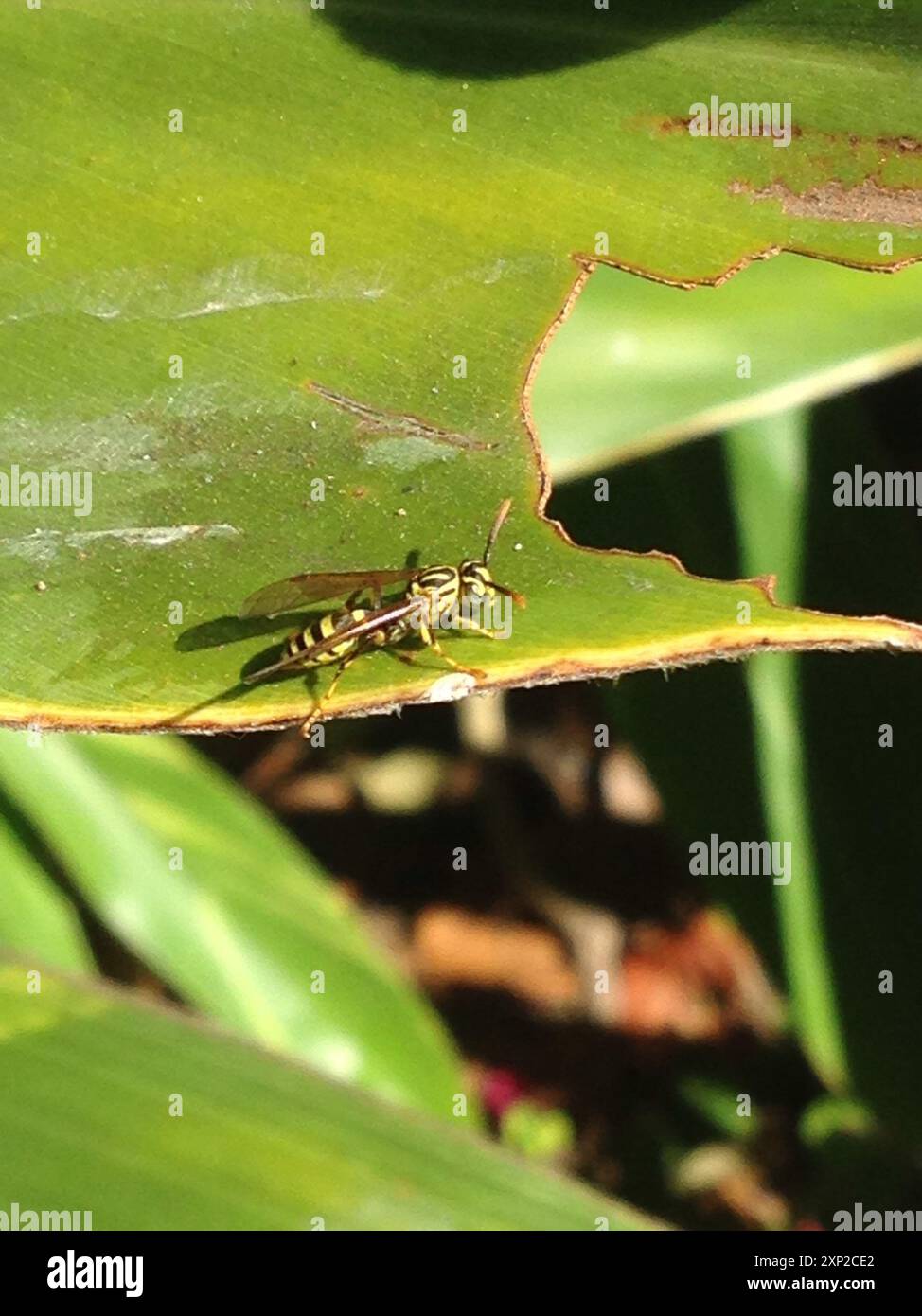 Gregarious Paper Wasps (Agelaia) Insecta Stock Photo - Alamy