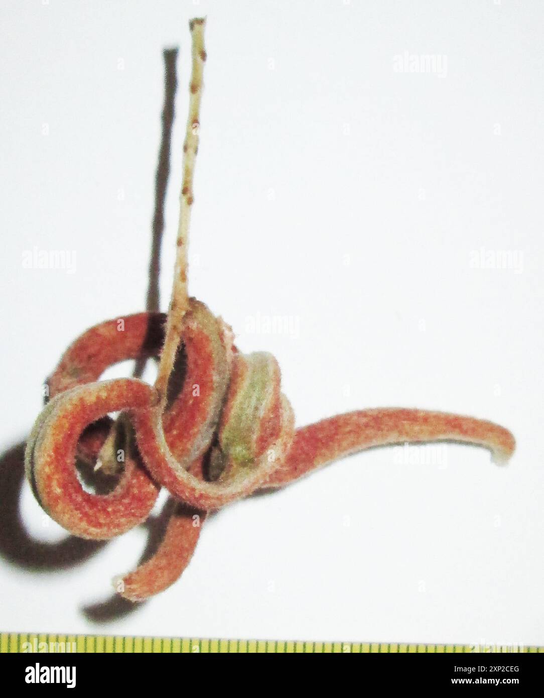 silver terminalia (Terminalia sericea) Plantae Stock Photo - Alamy