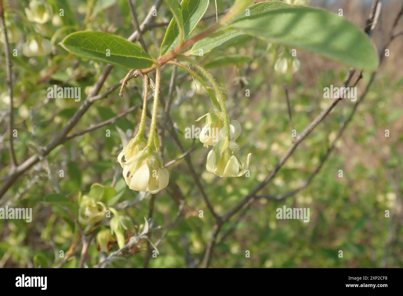 Hairy Bluebush (Diospyros lycioides sericea) Plantae Stock Photo - Alamy