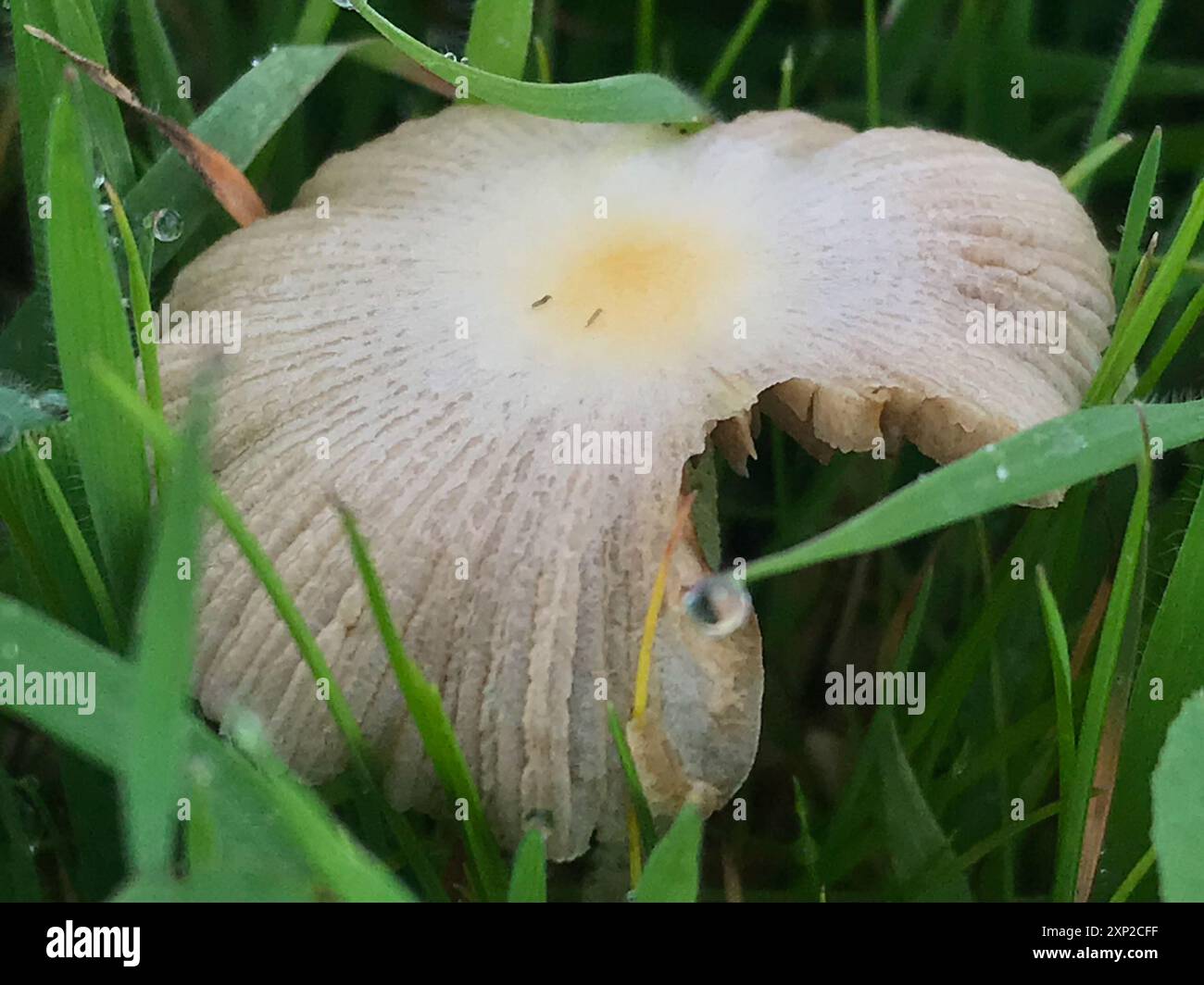 Bolbitius reticulatus hi-res stock photography and images - Alamy