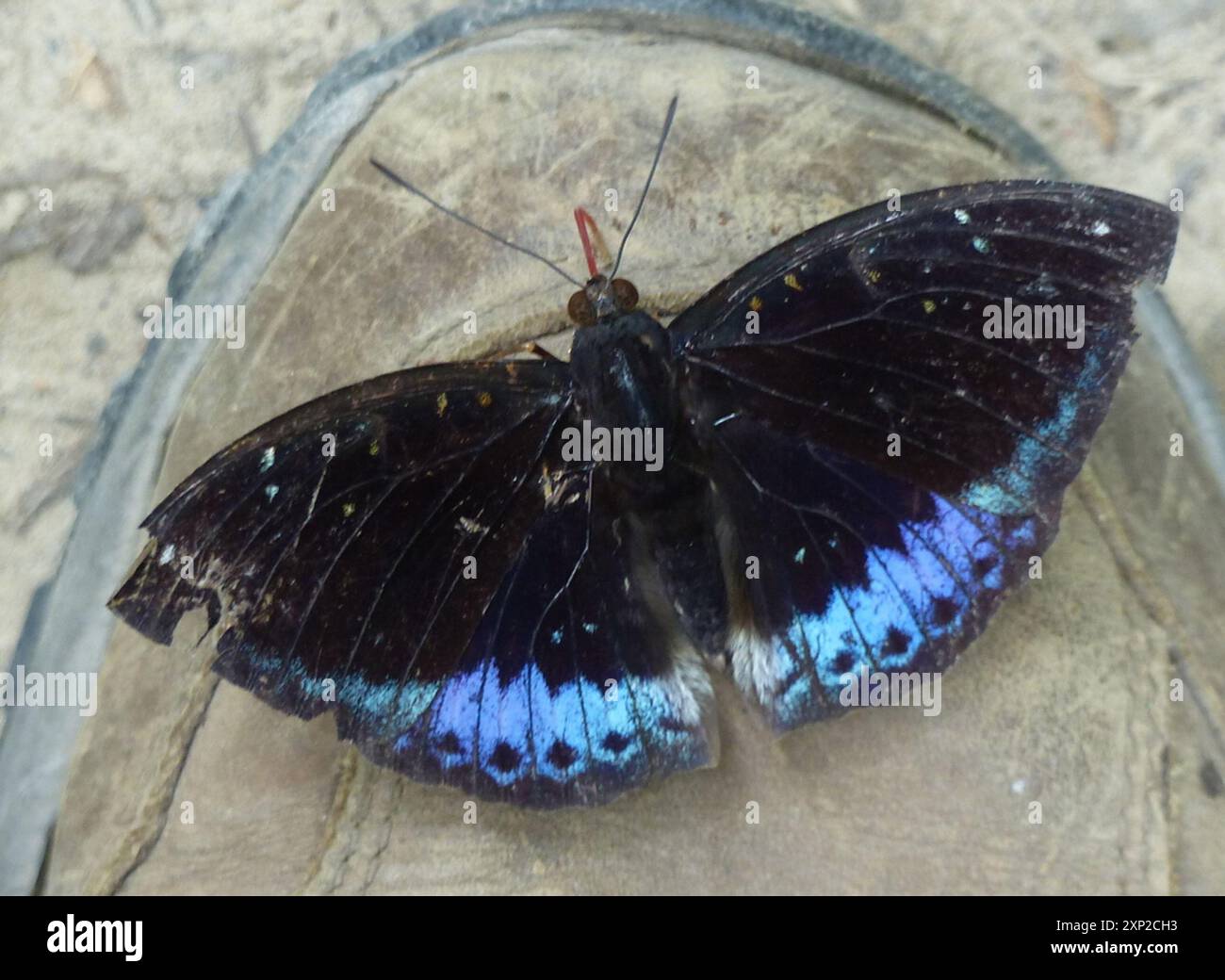 Lexias dirtea hi-res stock photography and images - Alamy