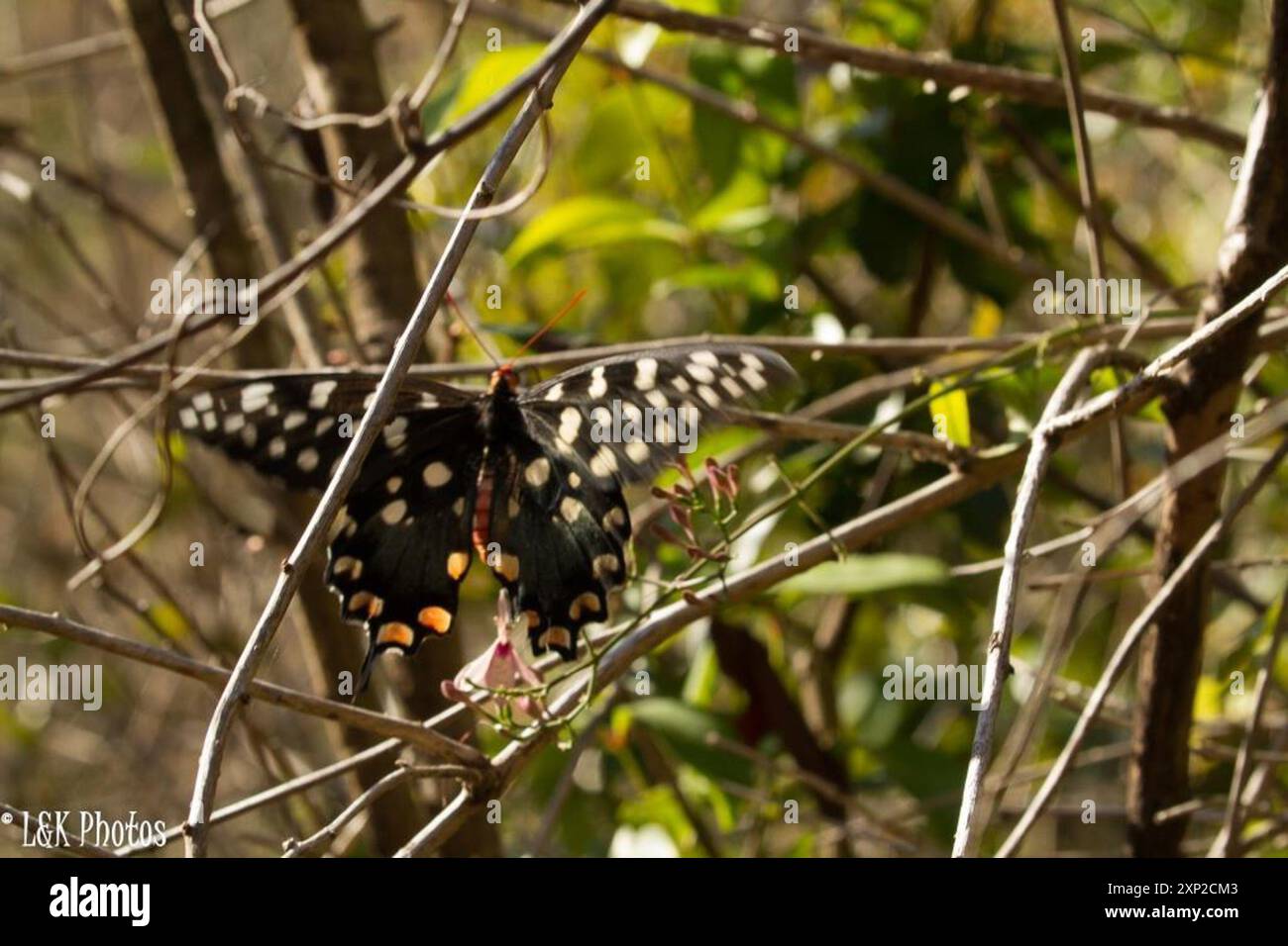 Madagascar Giant Swallowtail (Pharmacophagus antenor) Insecta Stock ...