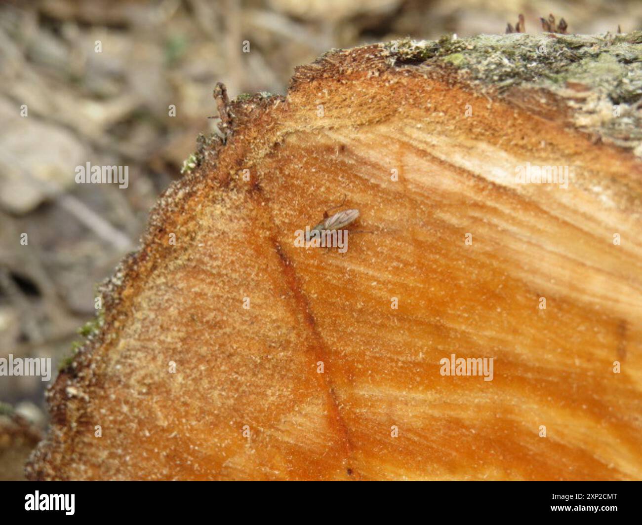 Cyclorrhaphan Flies (Cyclorrhapha) Insecta Stock Photo - Alamy
