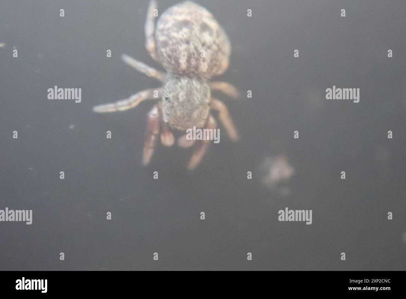 Oak Jumping Spider (Ballus chalybeius) Arachnida Stock Photo - Alamy