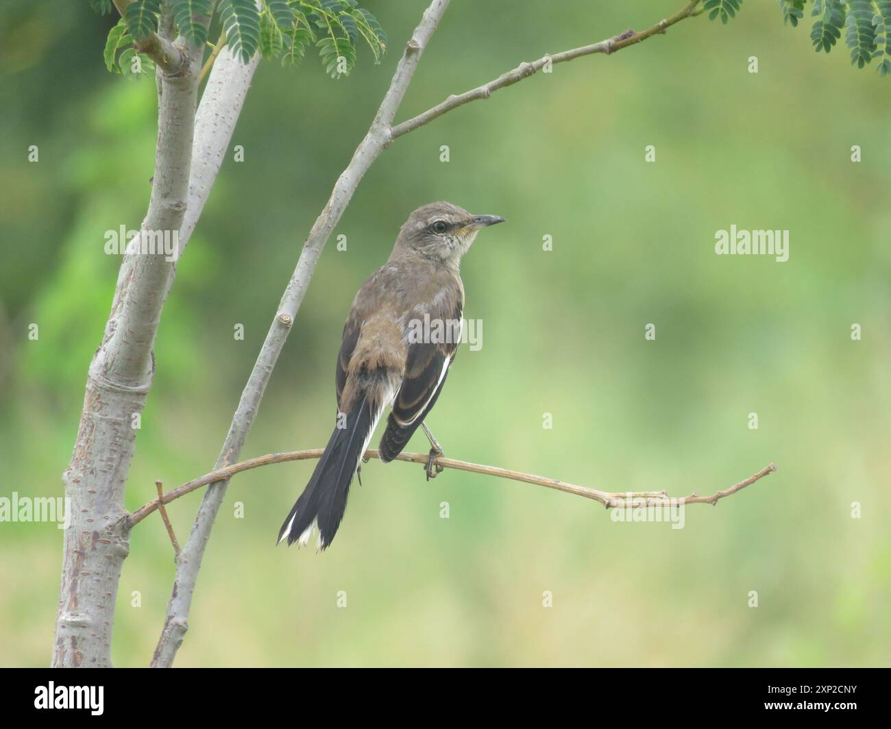 White-banded Mockingbird (Mimus triurus) Aves Stock Photo - Alamy