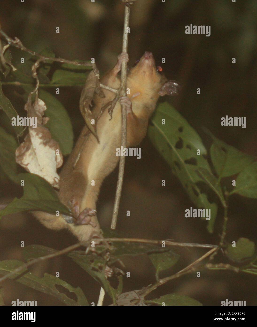 Marmosa hi-res stock photography and images - Alamy