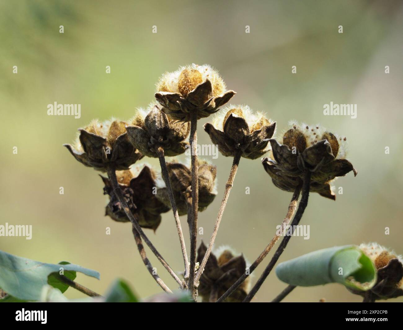 Taiwan cotton rose (Hibiscus taiwanensis) Plantae Stock Photo - Alamy