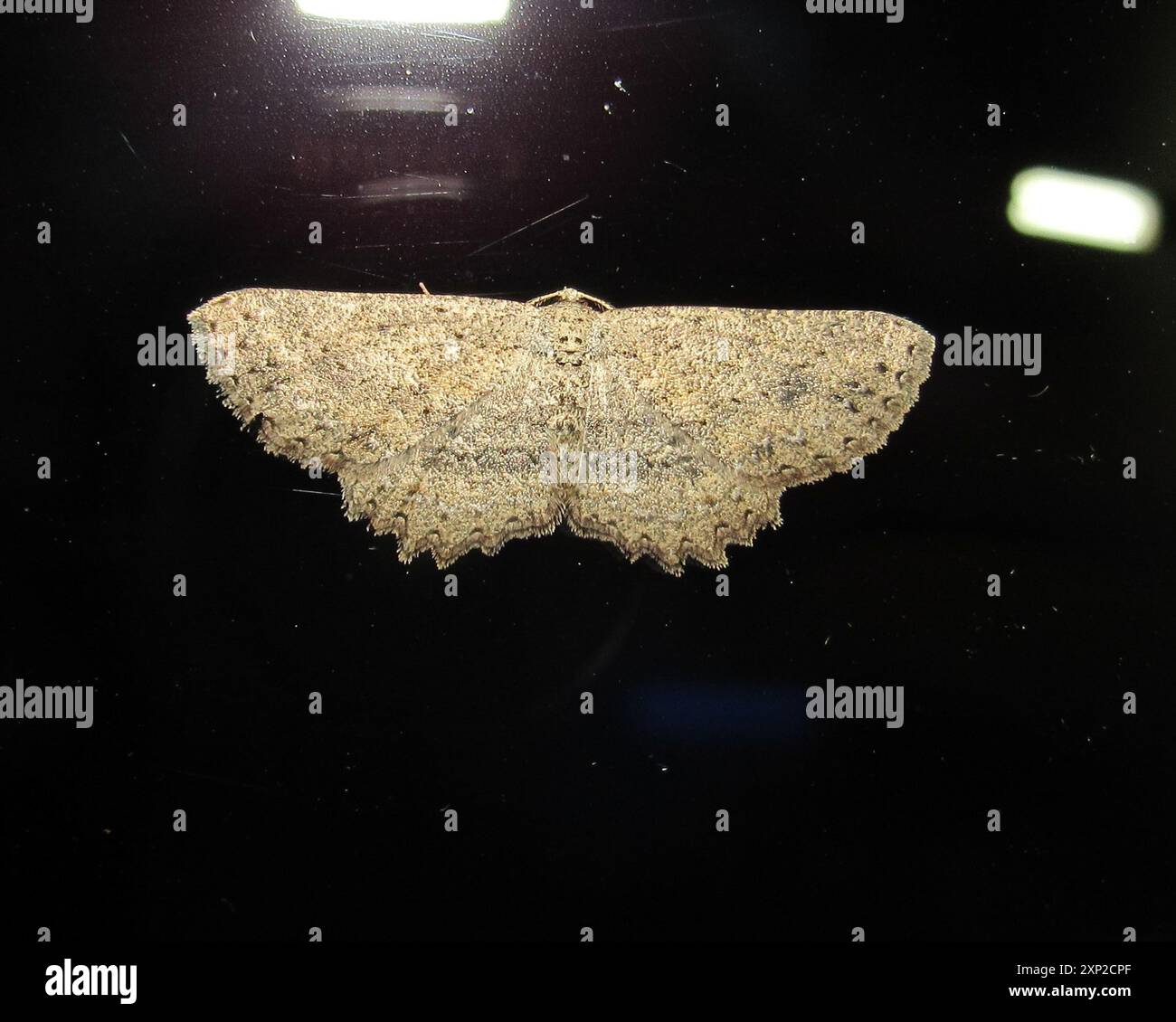 Geometer Moths (Geometridae) Insecta Stock Photo - Alamy