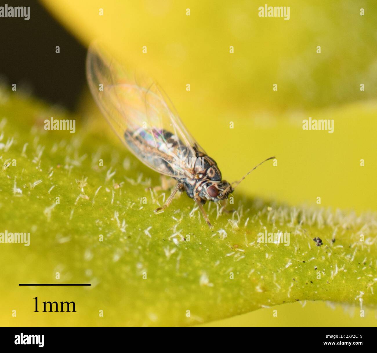 Potato Psyllid (Bactericera cockerelli) Insecta Stock Photo - Alamy