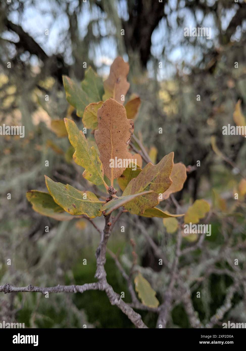 blue oak (Quercus douglasii) Plantae Stock Photo - Alamy