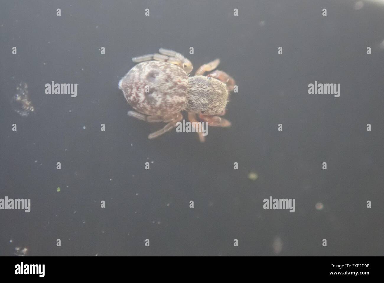 Ballus chalybeius hi-res stock photography and images - Alamy