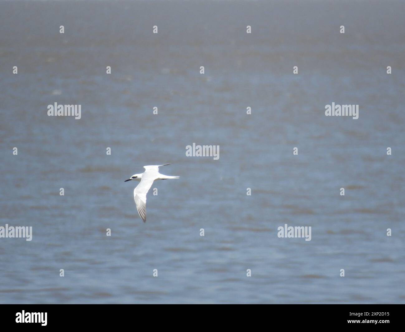 Sterna trudeaui hi-res stock photography and images - Alamy