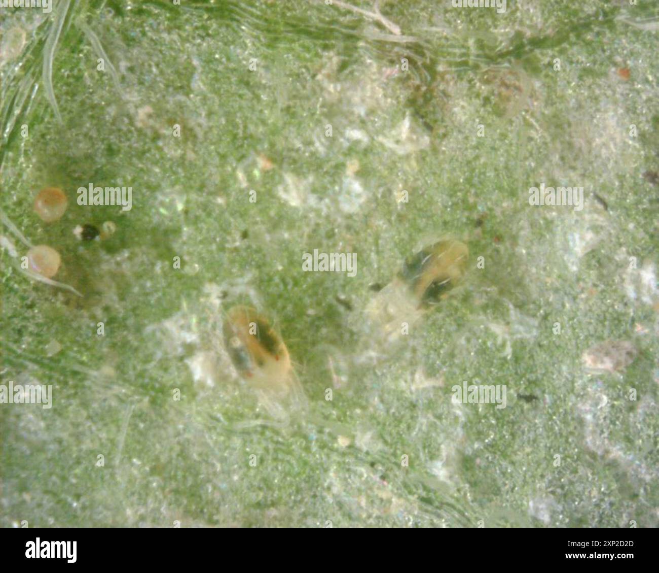 Twospotted Spider Mite (Tetranychus urticae) Arachnida Stock Photo - Alamy