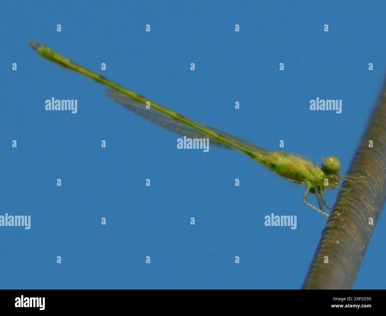 Narrow-winged Damselflies (Coenagrionidae) Insecta Stock Photo - Alamy