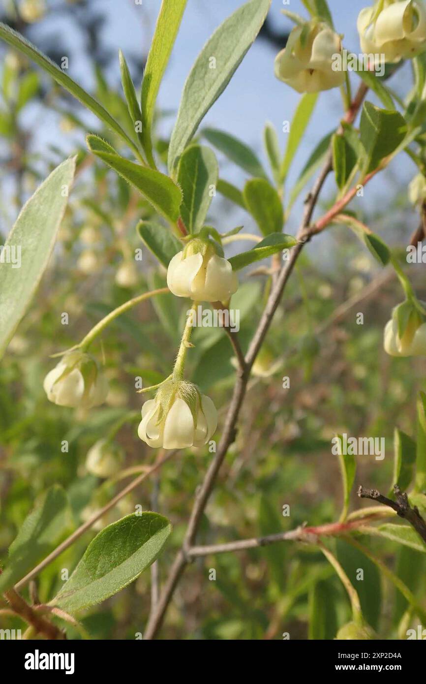 Hairy Bluebush (Diospyros lycioides sericea) Plantae Stock Photo - Alamy