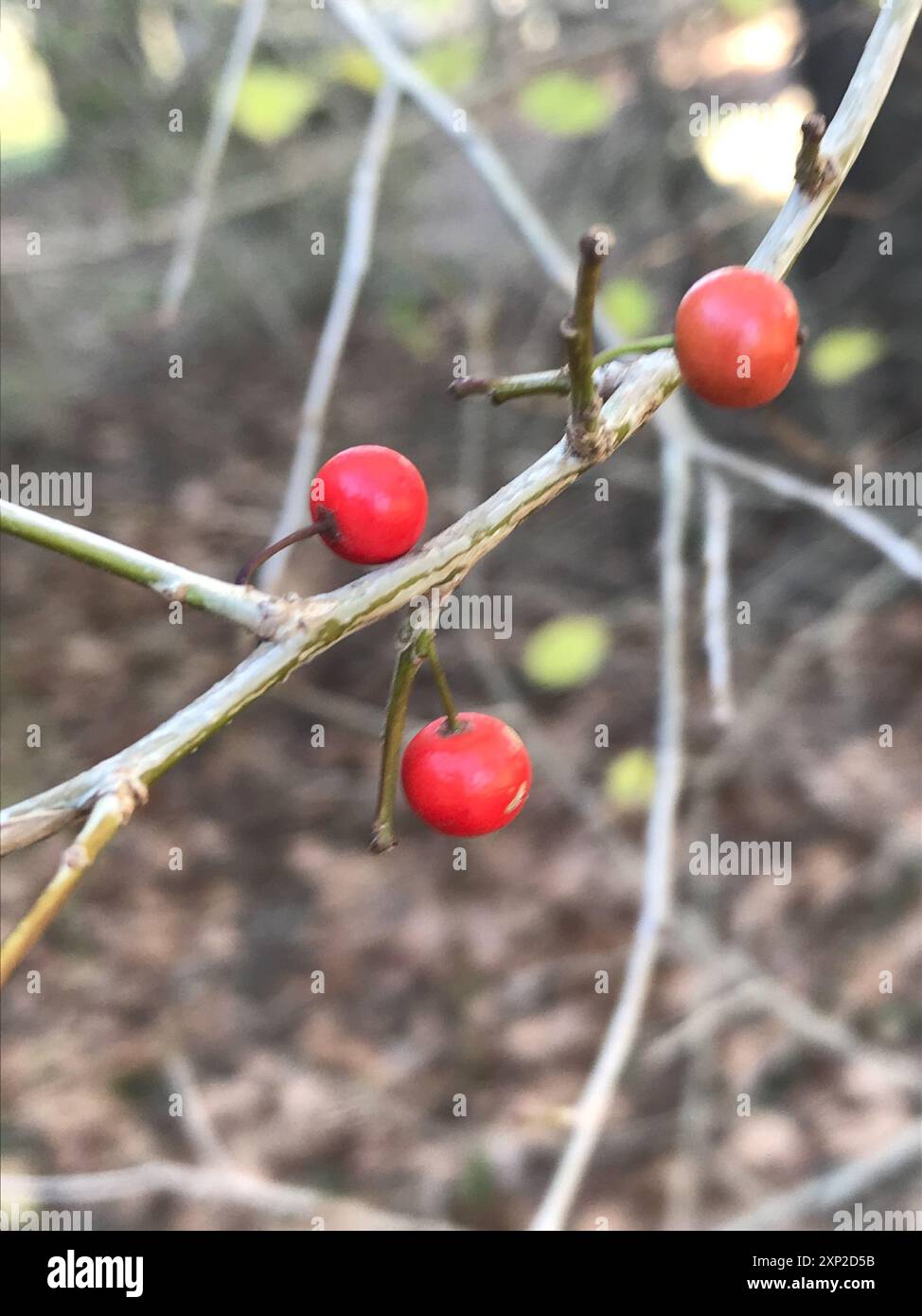 possumhaw (Ilex decidua) Plantae Stock Photo - Alamy