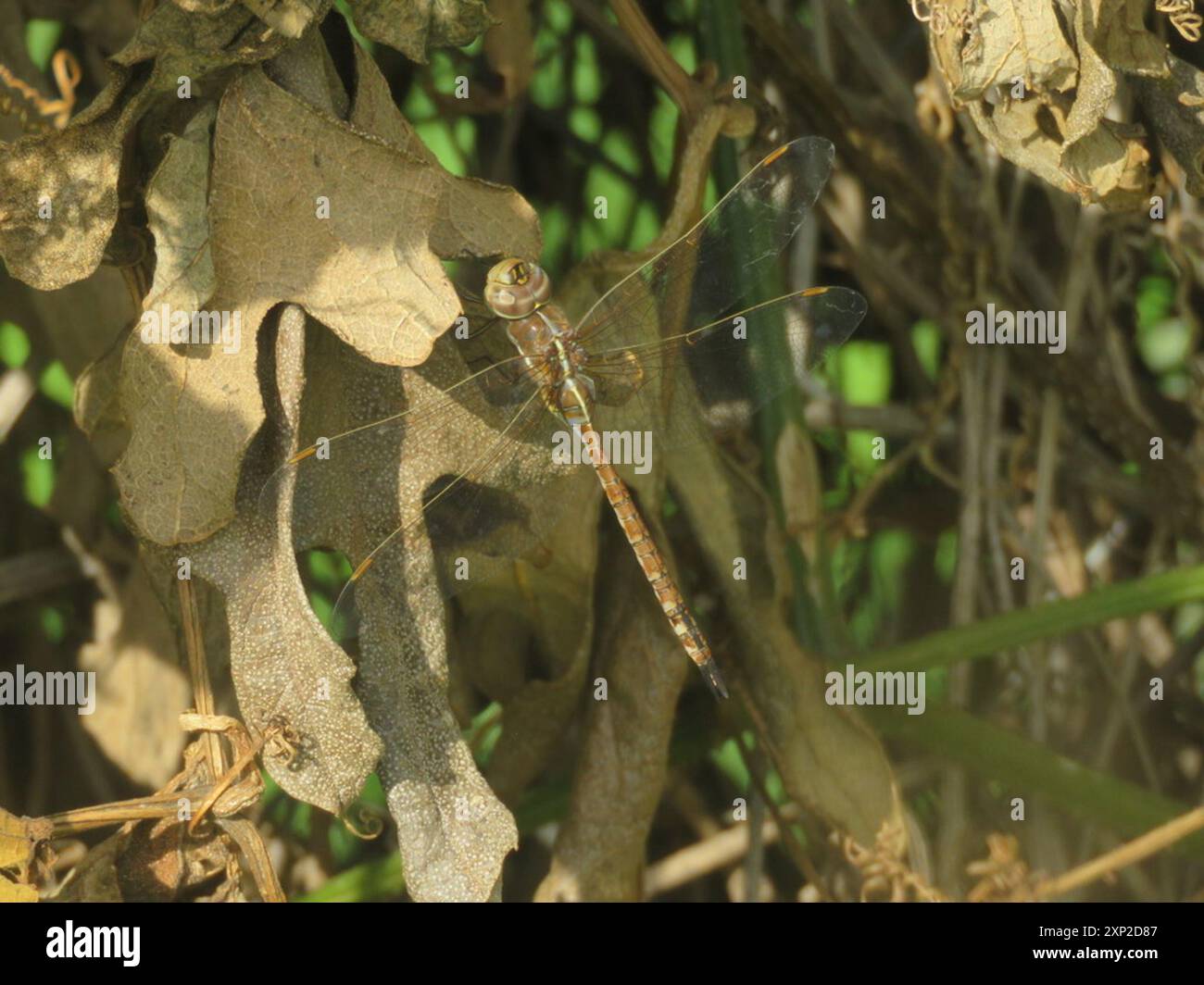 (Rhionaeschna bonariensis) Insecta Stock Photo - Alamy