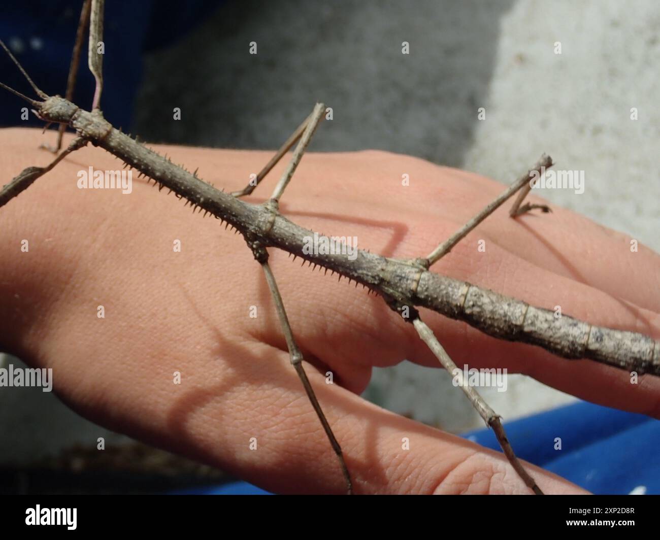 New Zealand Giant Stick Insect (Argosarchus horridus) Insecta Stock ...