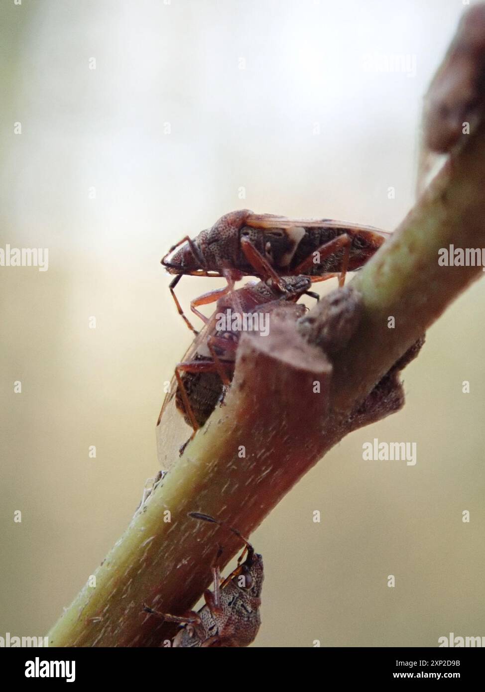 Birch Catkin Bug (Kleidocerys resedae) Insecta Stock Photo - Alamy
