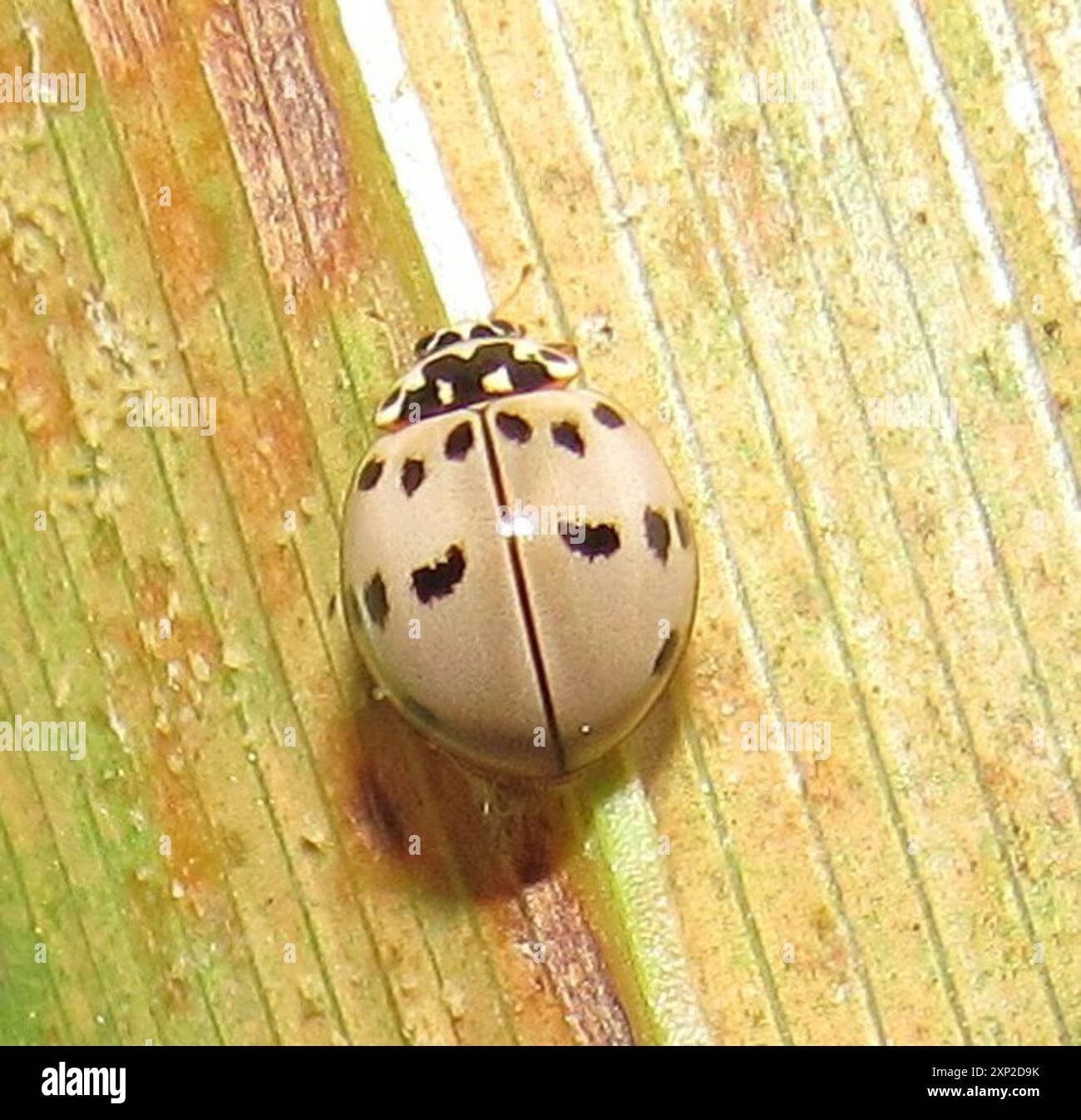Ashy gray lady beetle hi-res stock photography and images - Alamy