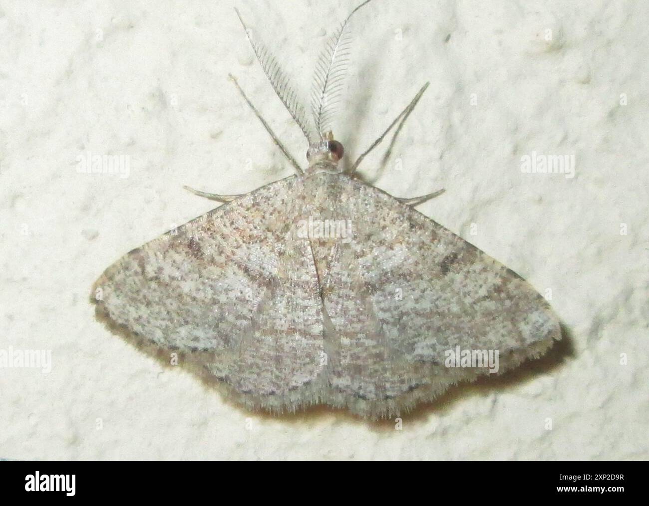 Geometer Moths (Geometridae) Insecta Stock Photo - Alamy