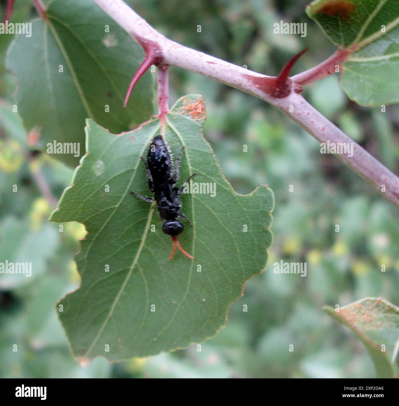 Tiphiid Flower Wasps (Tiphiidae) Insecta Stock Photo - Alamy
