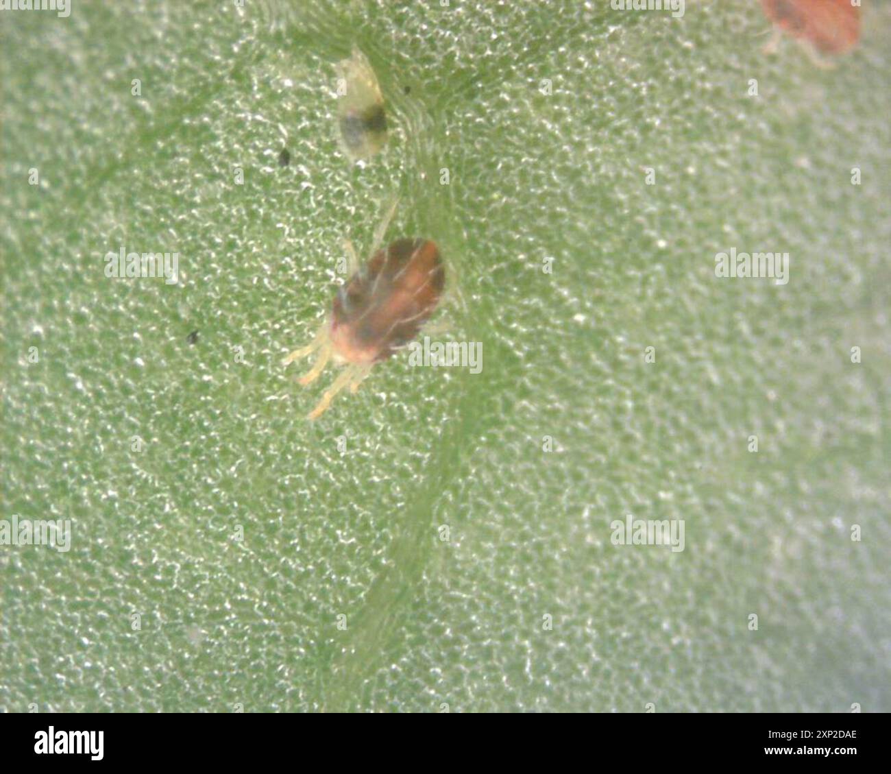 Twospotted Spider Mite (Tetranychus urticae) Arachnida Stock Photo - Alamy