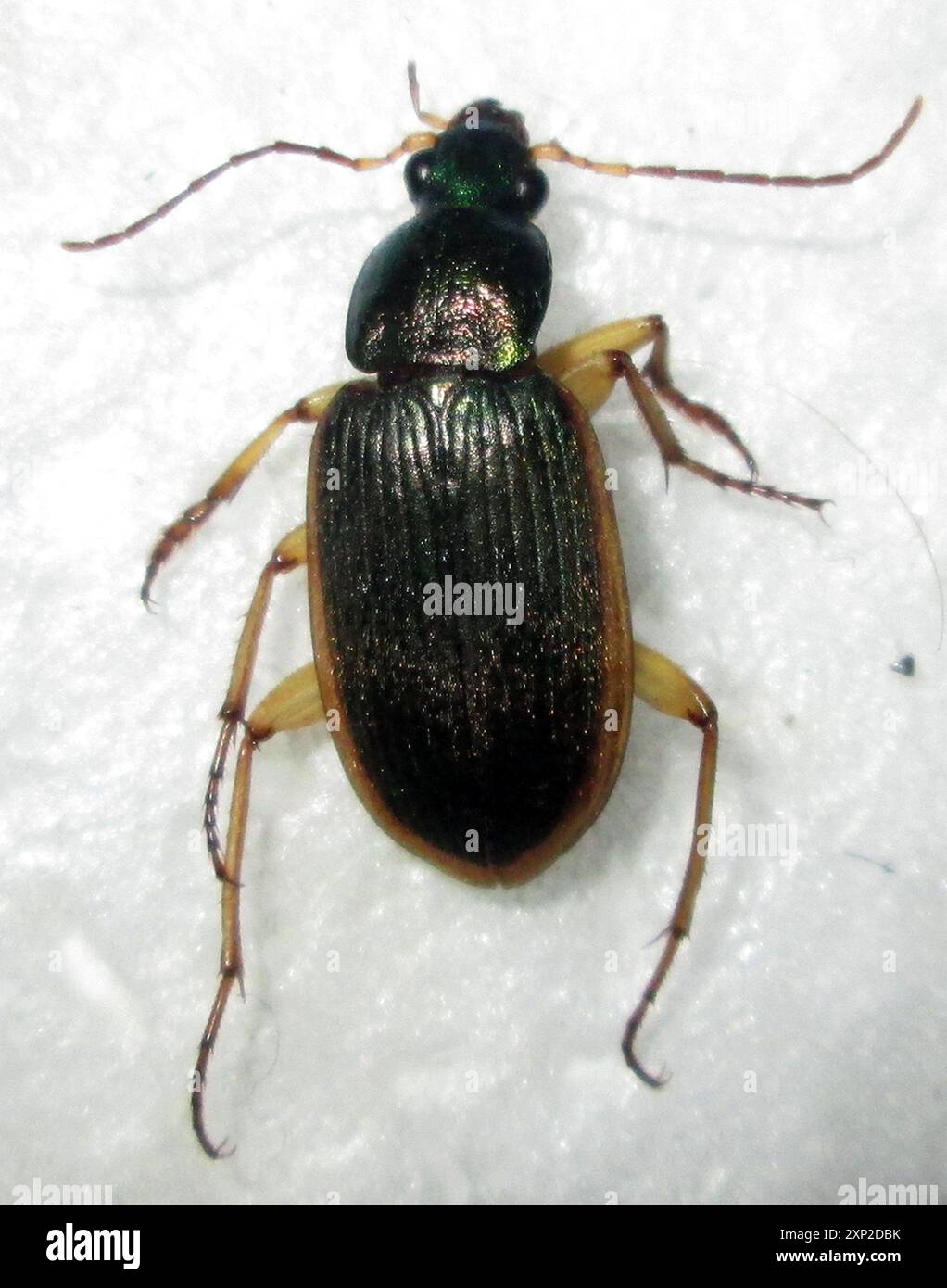 Frog-eater Ground Beetles (Epomis) Insecta Stock Photo - Alamy