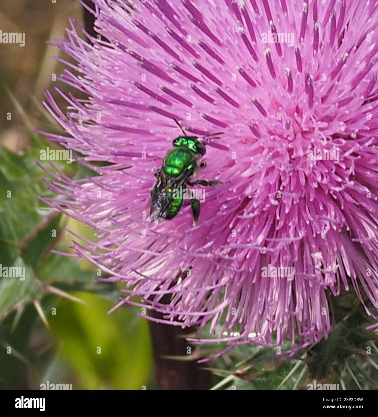 Dilemma Orchid Bee (Euglossa dilemma) Insecta Stock Photo - Alamy