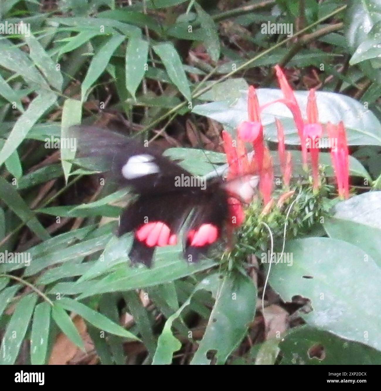 Anchises cattleheart hi-res stock photography and images - Alamy