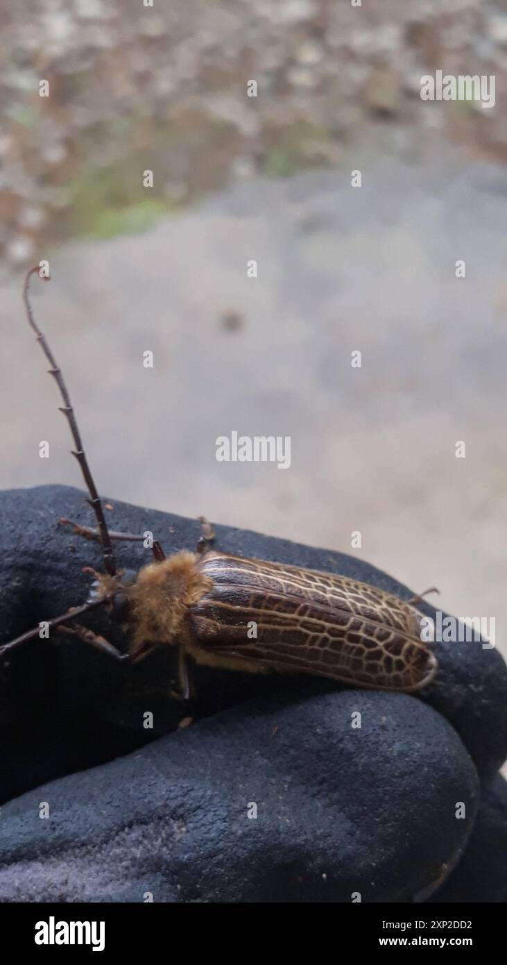 Huhu (Prionoplus reticularis) Insecta Stock Photo - Alamy