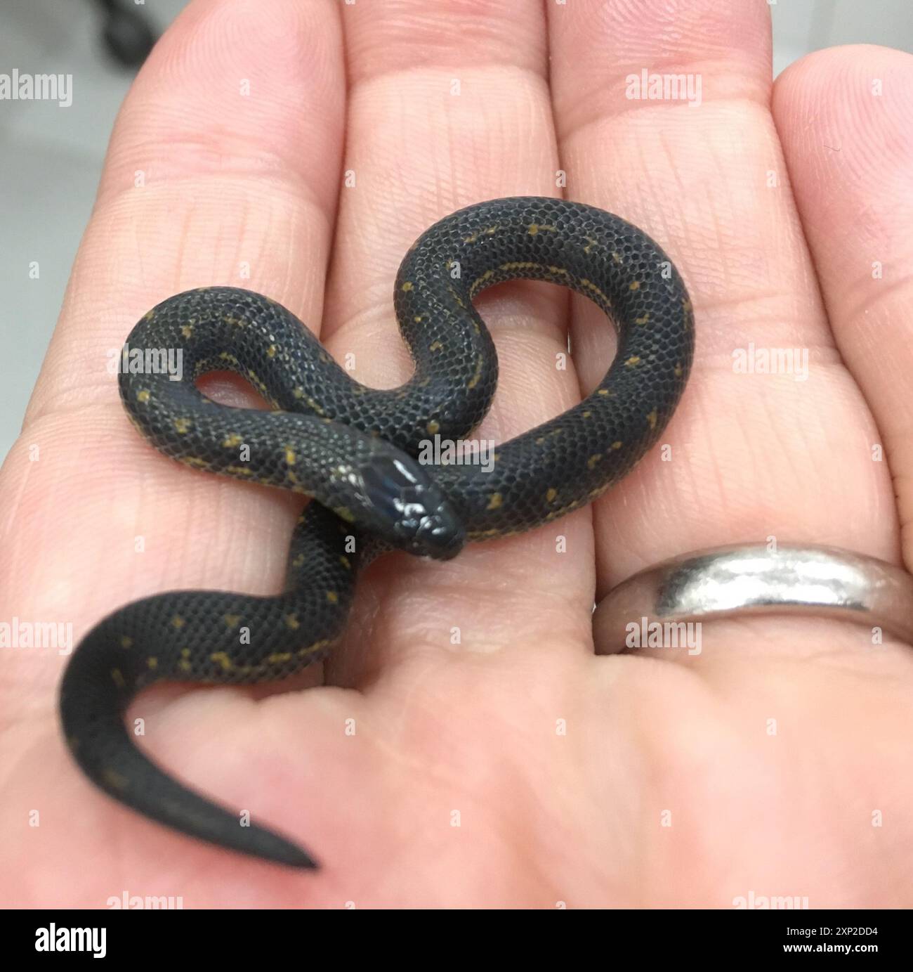 Thickhead Ground Snake (Atractus crassicaudatus) Reptilia Stock Photo ...