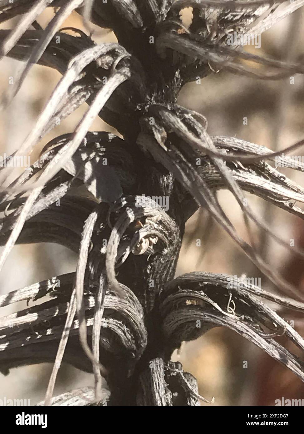 Booth's Evening Primrose (Eremothera boothii) Plantae Stock Photo - Alamy
