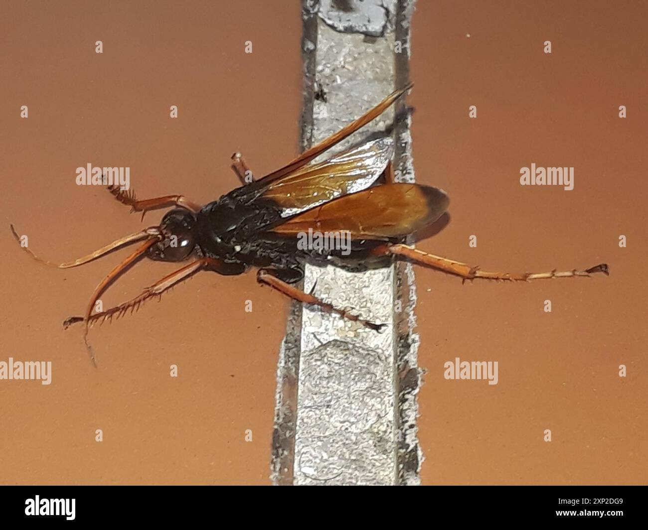 Spider Wasps (Pompilidae) Insecta Stock Photo - Alamy